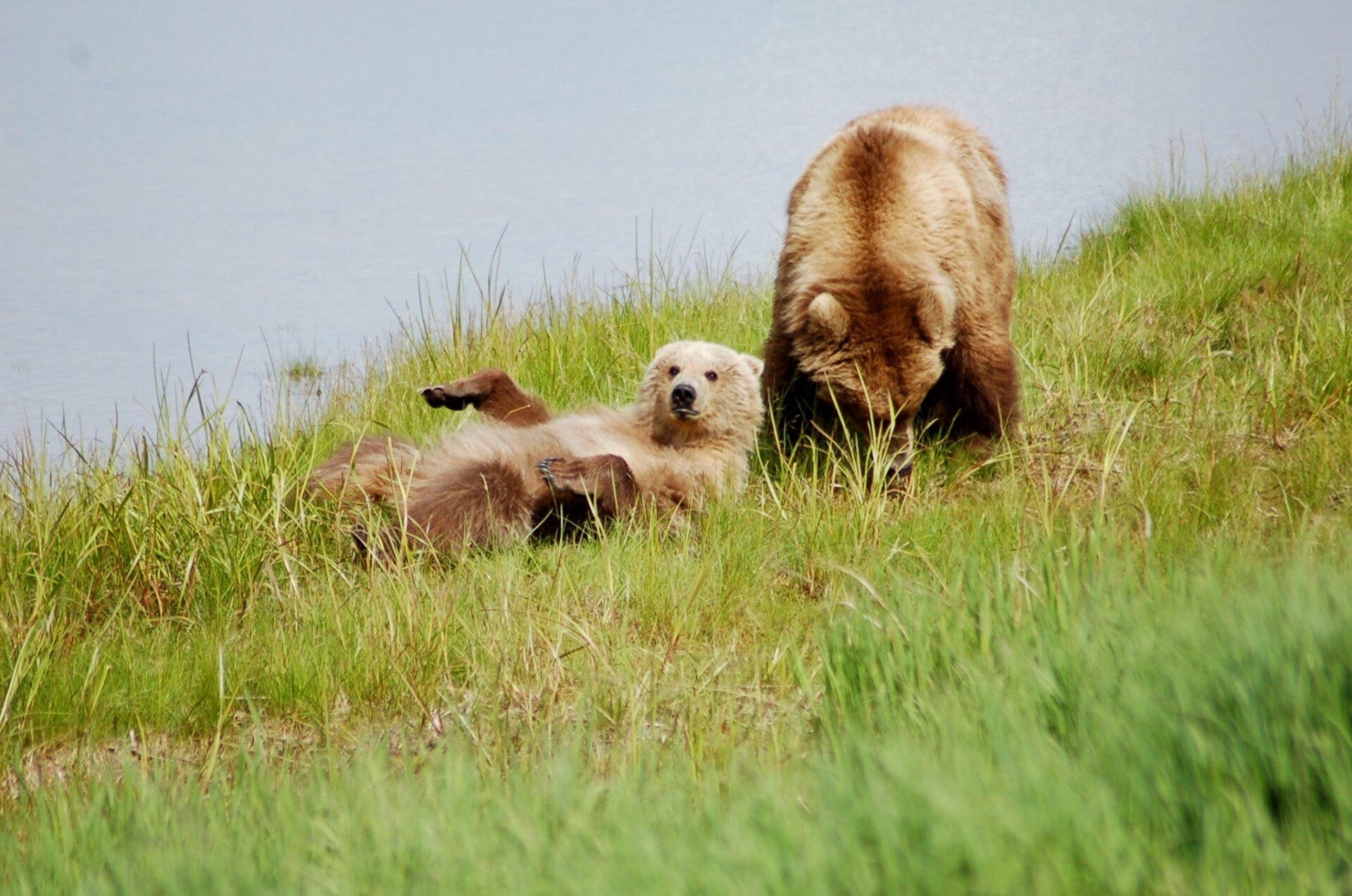 Alaska Bear Viewing Tours, Vacations | Alaska Grizzly Bear Viewing