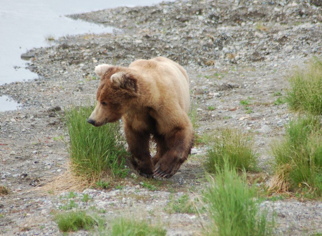 Katmai Bear Viewing & Fly-in Day Tour | Brooks Falls | Katmai National Park