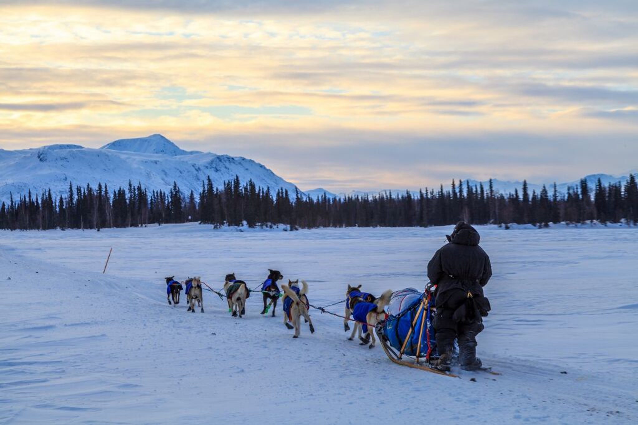 Three Unbelievable Facts About Alaska's Iditarod Race | Alaska Tours