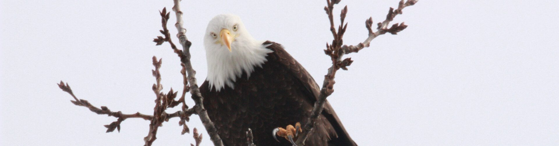 Birding in Alaska | Top Birding Hot Spots in Alaska | Where to Go Birding