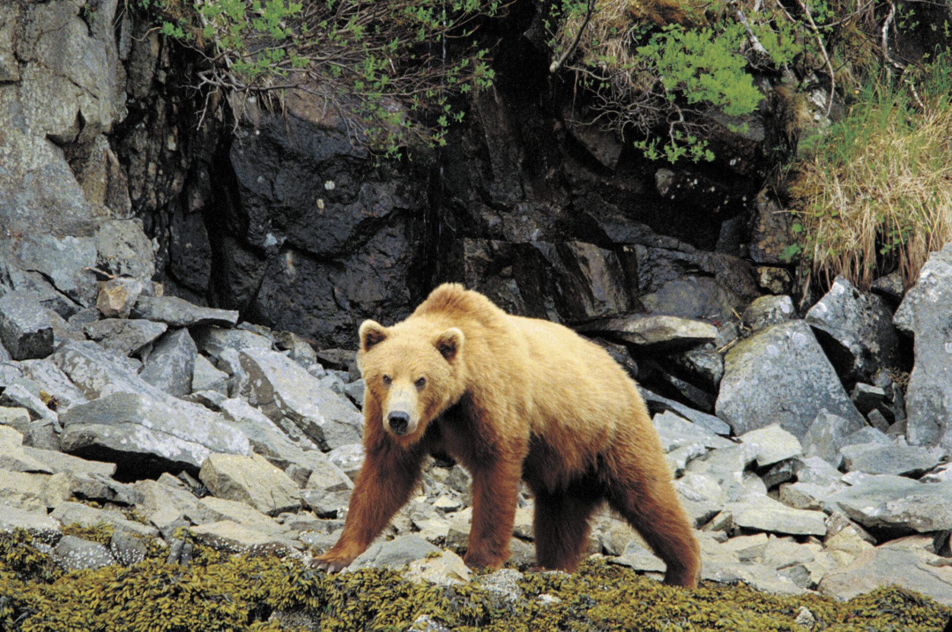 Best Times to See Alaska Wildlife by Species | When to Spot Alaska Animals
