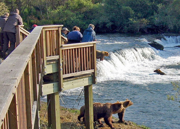 Alaska Bear Viewing Tours | Brooks Falls Bear Viewing Day Tours | Katmai Alaska Bear Viewing Tours | Brooks Falls Bear Viewing Day Tours | Katmai