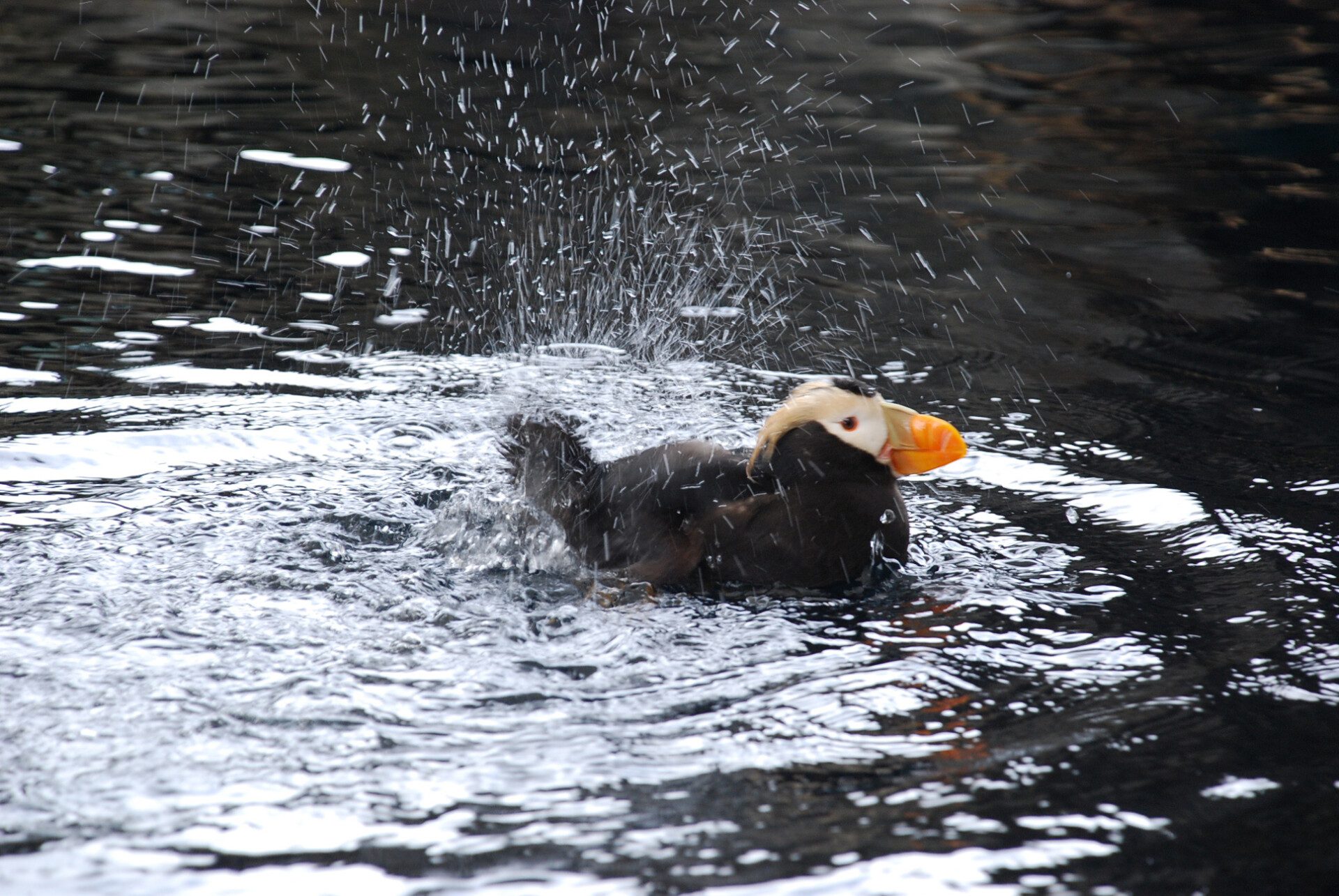 Alaska Birds | Birding List | Where to Go Birding in Alaska | Alaska Tours