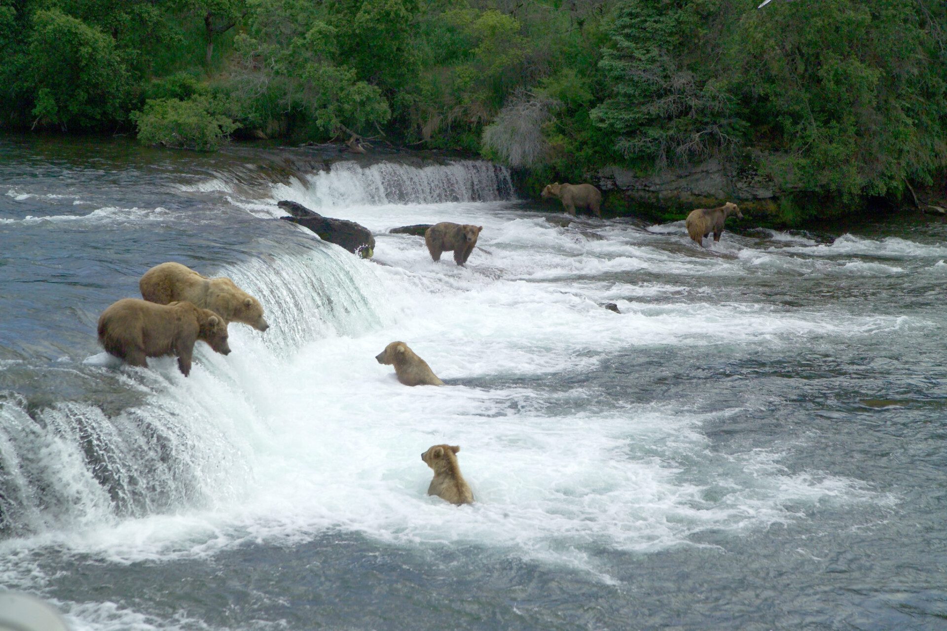 Alaska Bear Viewing Tours | Brooks Falls Bear Viewing Day Tours | Katmai