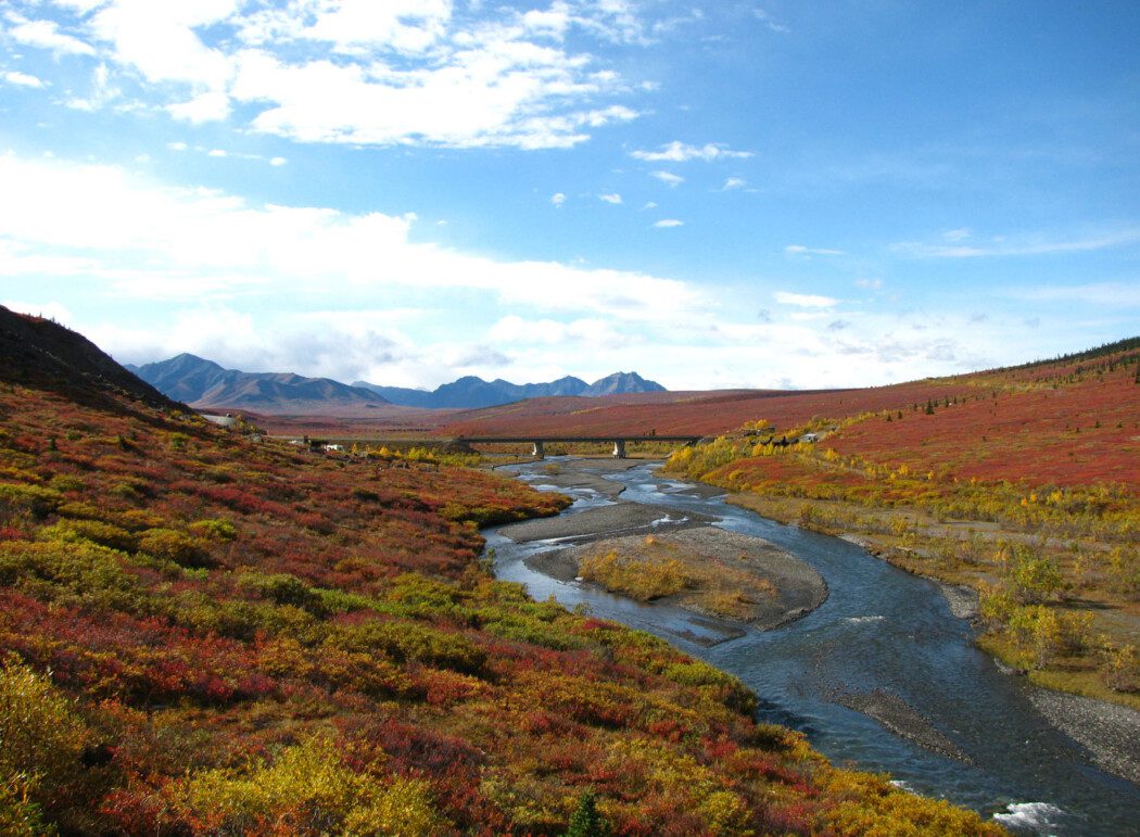 Visit Denali Tour | Van Tour, Denali Wildlife | Anchorage Adventure Tour