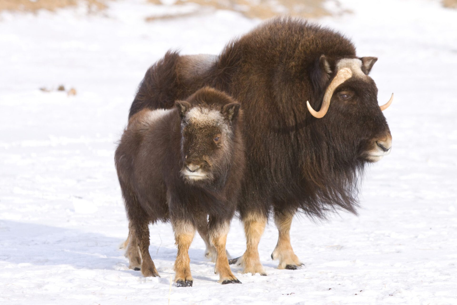All About the Arctic National Wildlife Refuge ANWR | Alaska Facts & Trivia