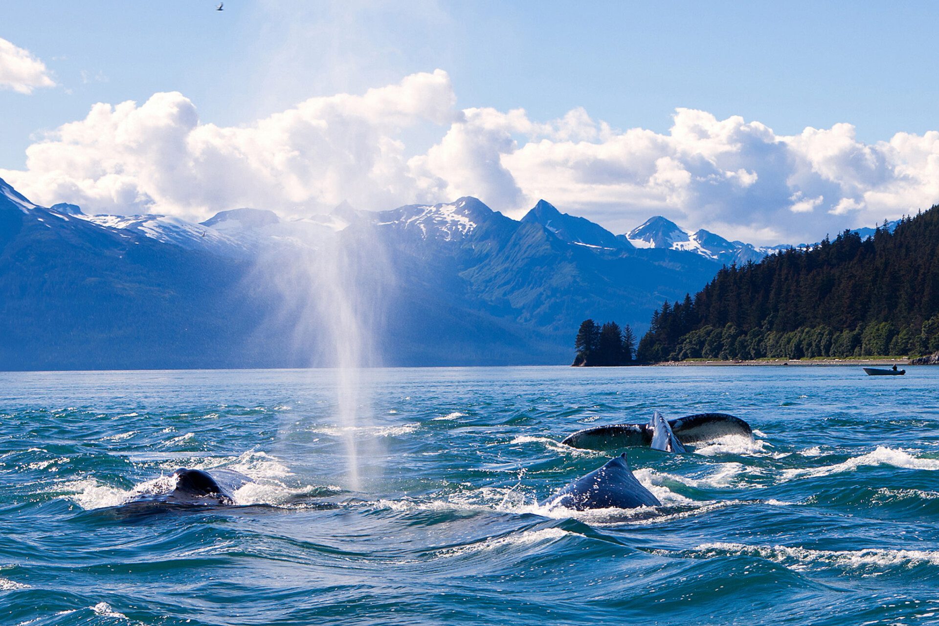 Whale Watching in Alaska | Whale Watching Cruises and Day Tours