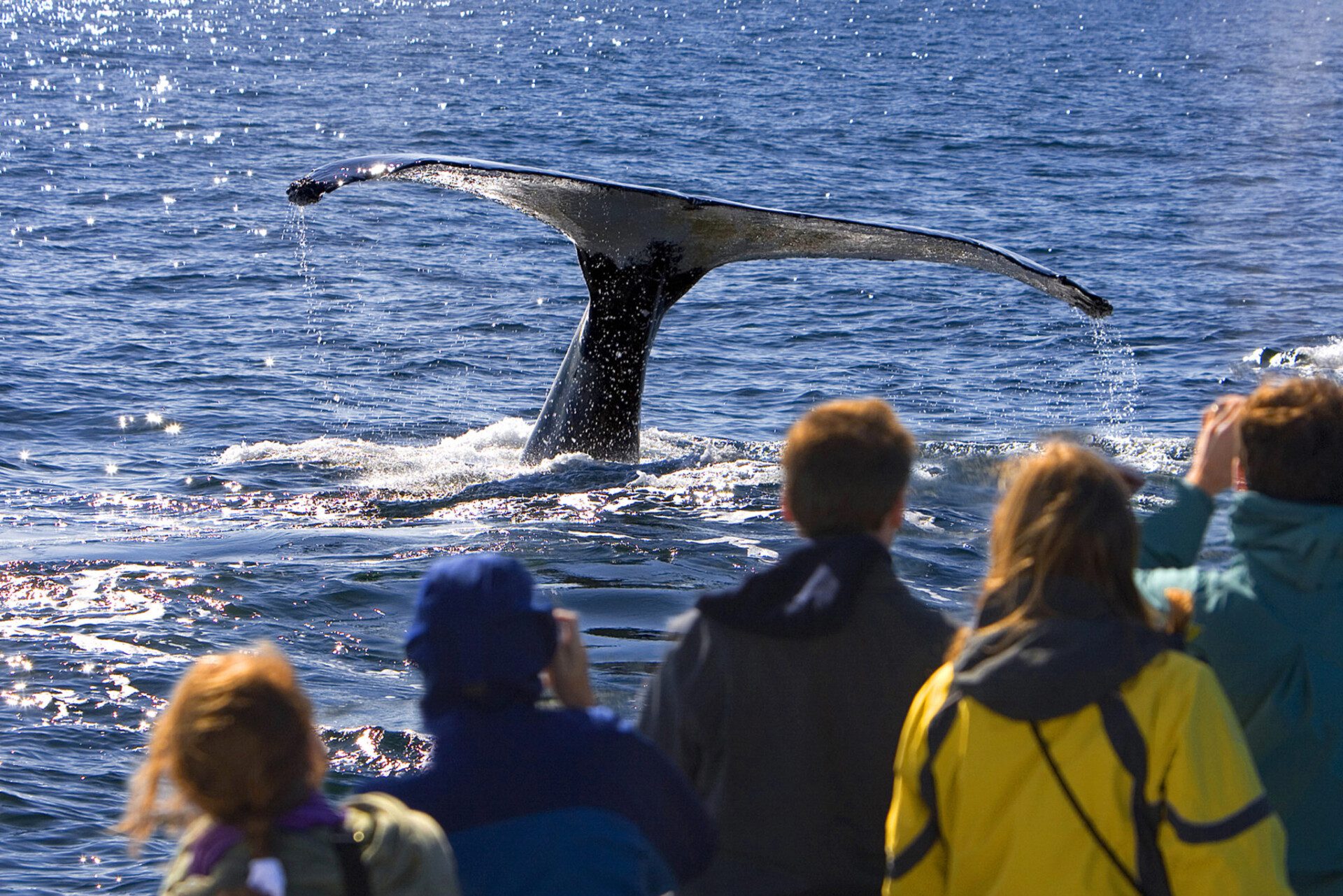 Whale Watching in Alaska | Whale Watching Cruises and Day Tours