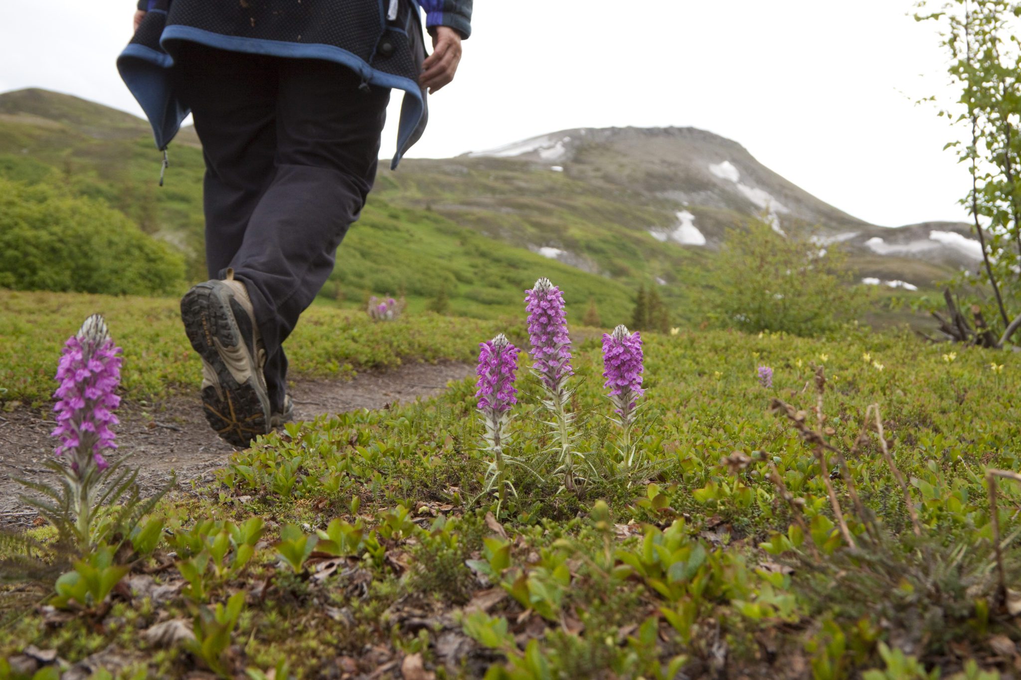 Alaska Hiking Tours | All Levels of Difficulty | Southcentral Alaska Hiking