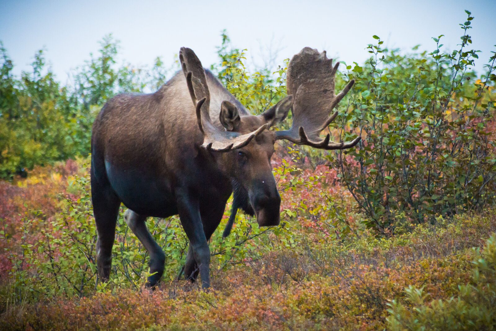 Alaska Wildlife - Denali National Park | Alaska Animals | Alaska's "Big ...