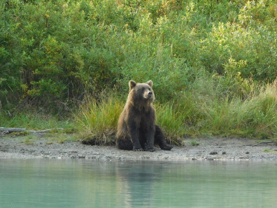 Anchorage Bear Viewing Day Tours; Alaska Bear Watching Day Trips