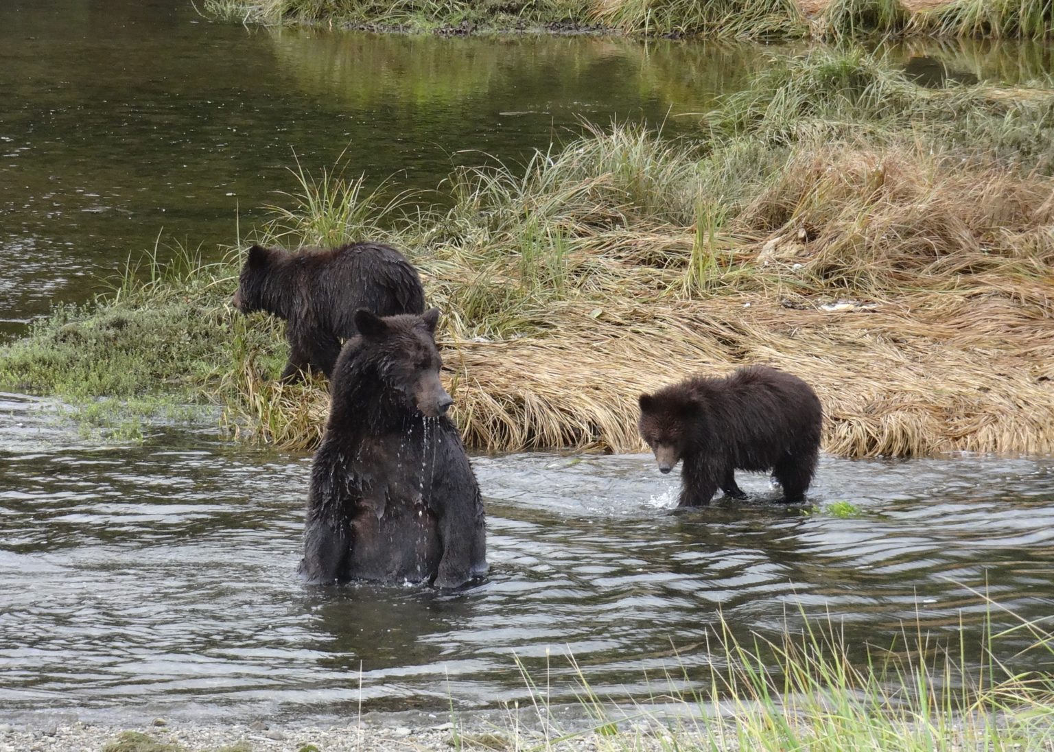 Admiralty Island, Alaska Bear Viewing Day Tour; Juneau Bear Viewing