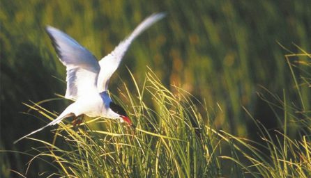 Alaska's Ecosystems: Glaciers, Tundra, Taiga & More | Alaska Tours