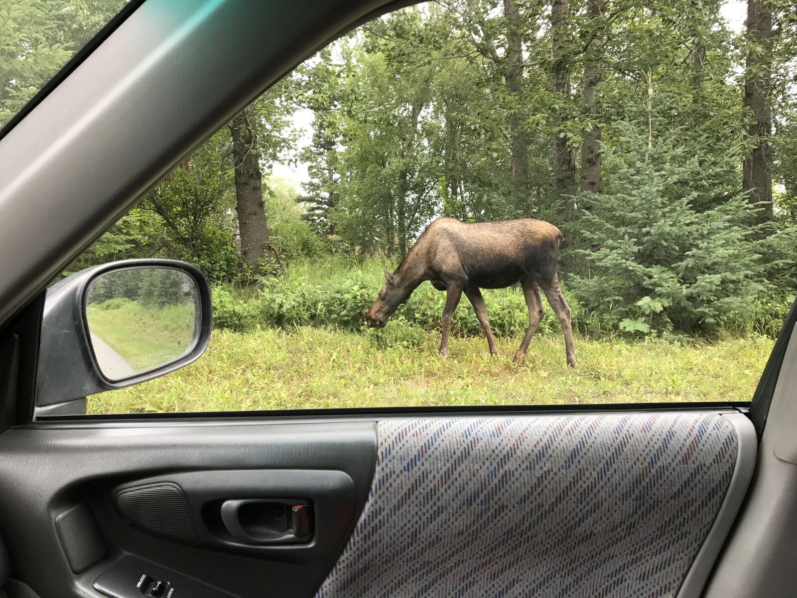 5 Fun Facts About Alaska Moose | Alaska Trivia | Alaska Tours