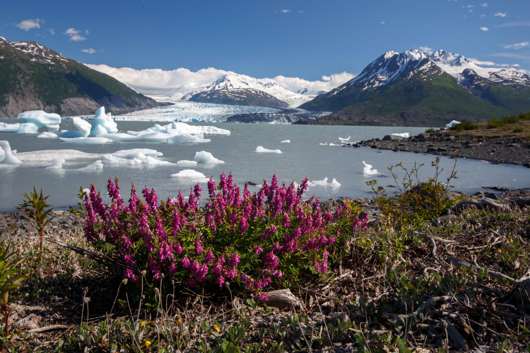 Alaska Trivia | Facts About Alaska | Alaska Travel Tours, Vacations