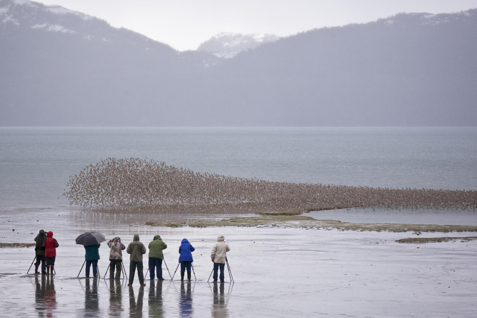 Alaska Birds | Birding List | Where to Go Birding in Alaska | Alaska Tours