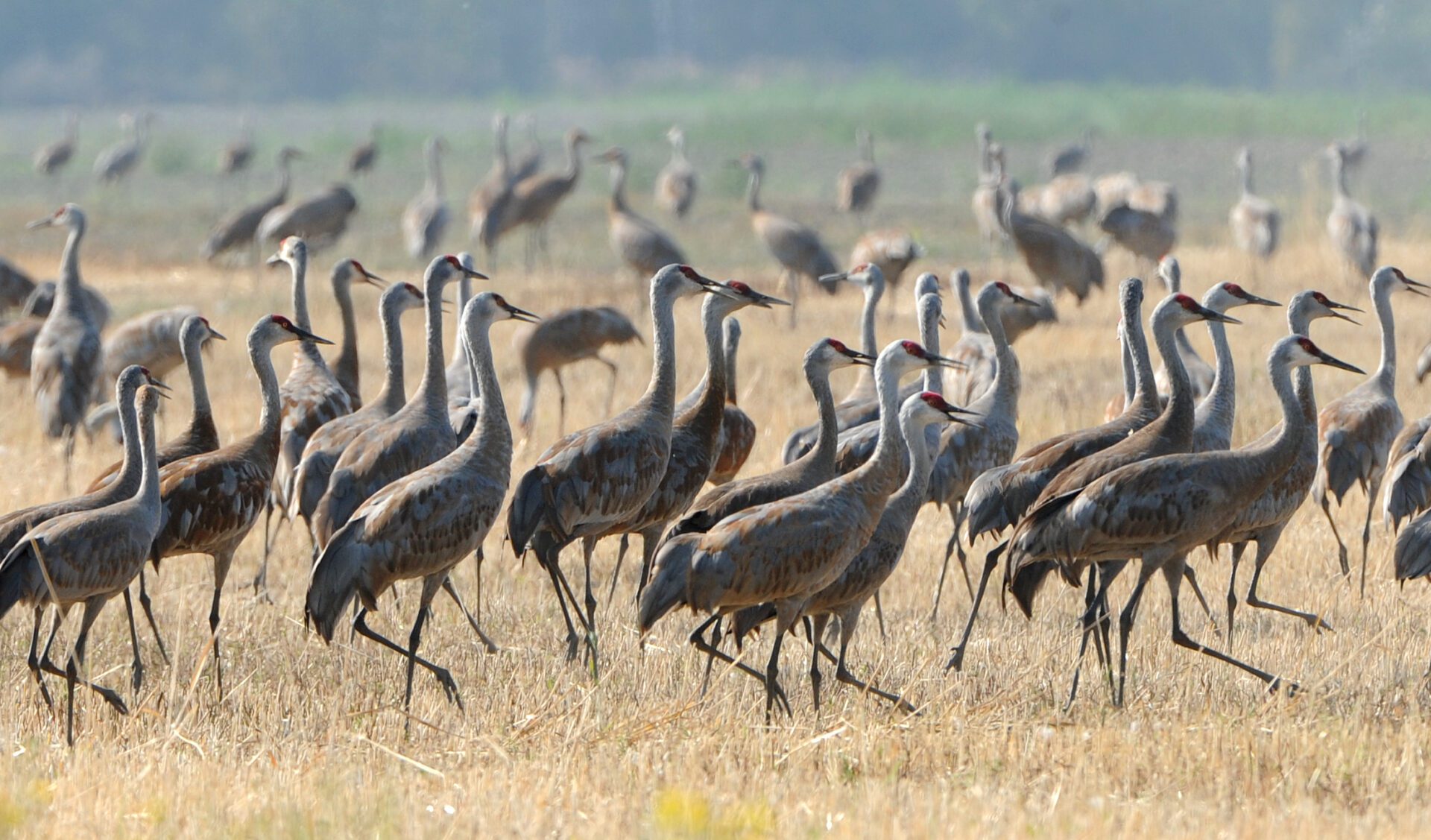 Alaska Birds | Birding List | Where to Go Birding in Alaska | Alaska Tours